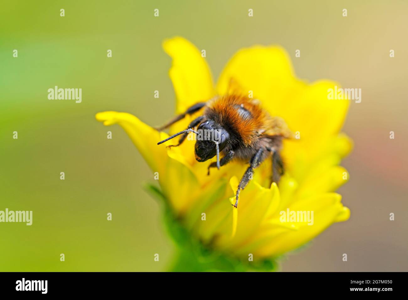 Hairy bumblebee hi-res stock photography and images - Alamy