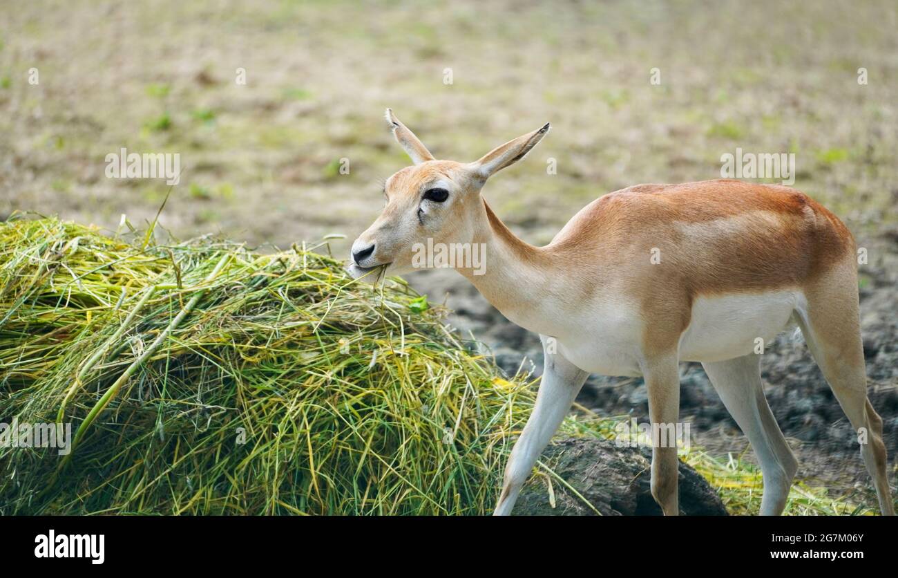 Side close-up of the Impala eating grass. African antelope. Aepyceros ...