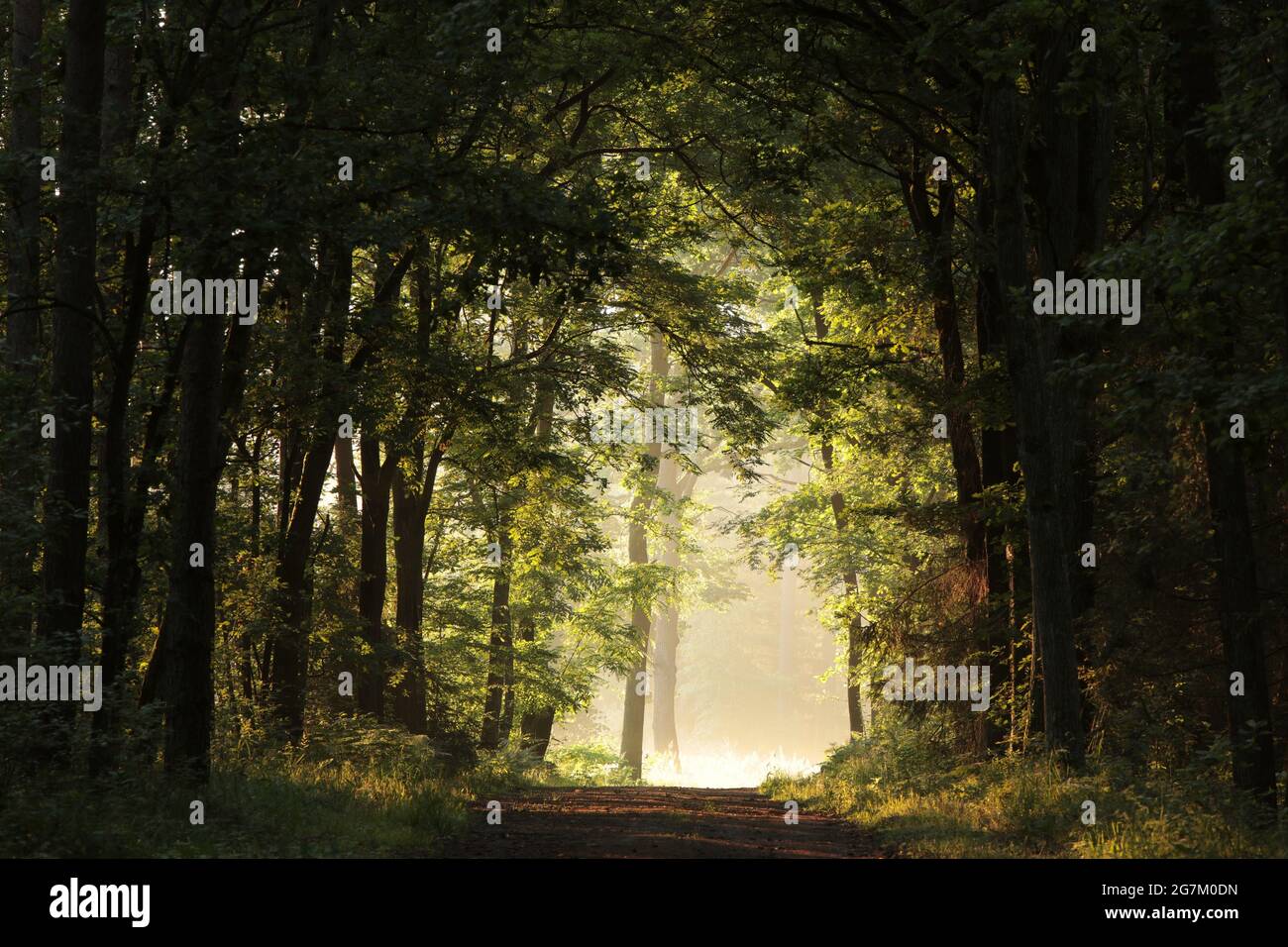 Forest path during sunrise. Oak trees lit by the rays of the sun Stock ...