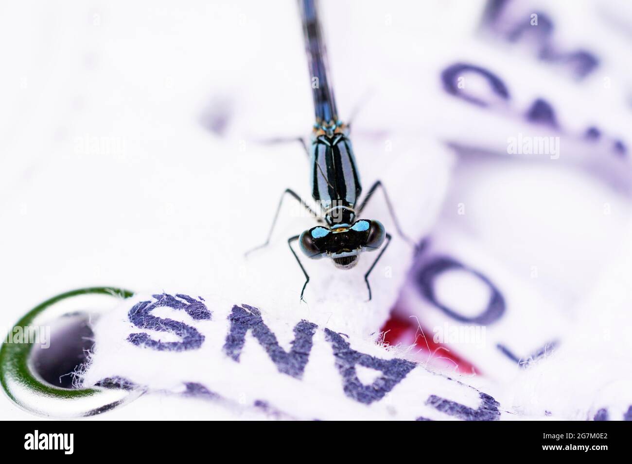 Insect shoe hi-res stock photography and images - Alamy
