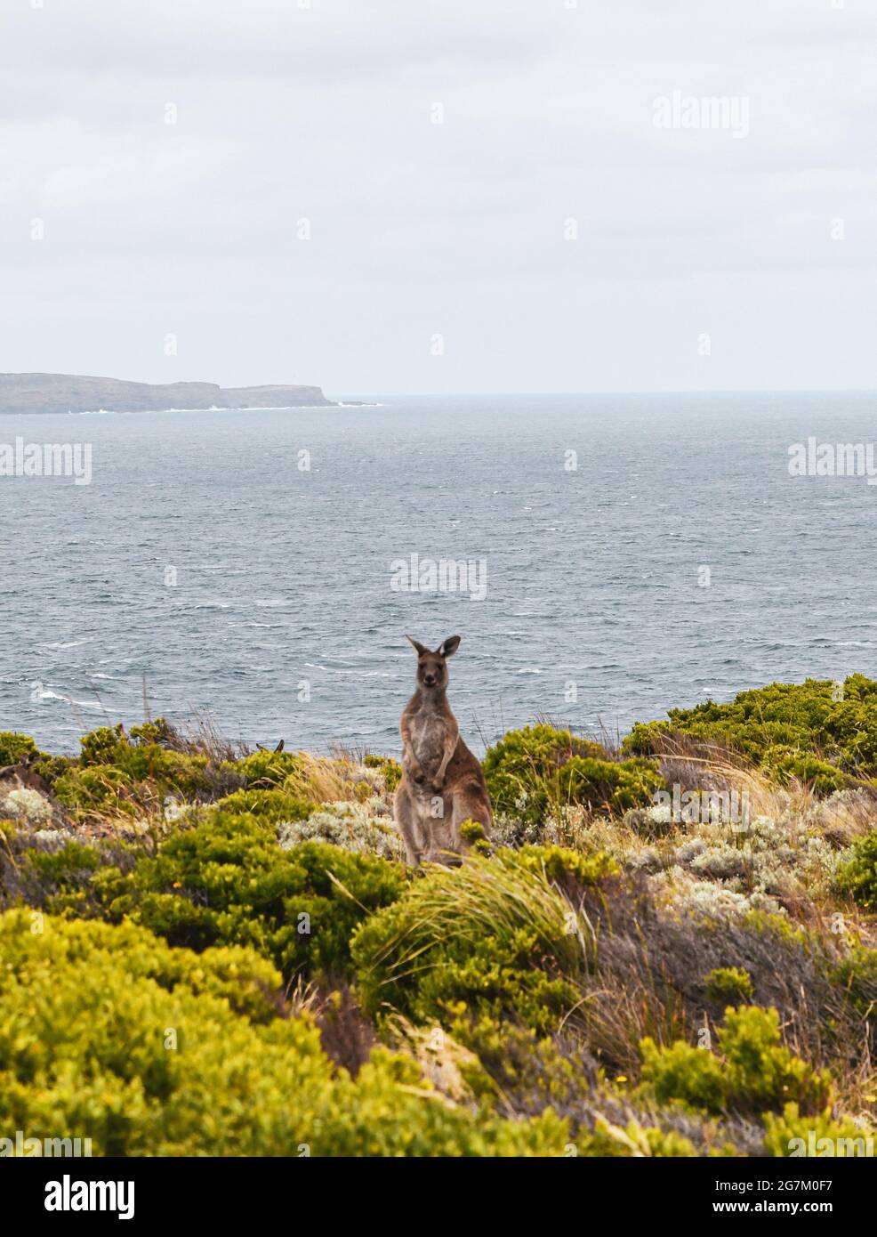 Kangaroo zoo top view hi-res stock photography and images - Alamy