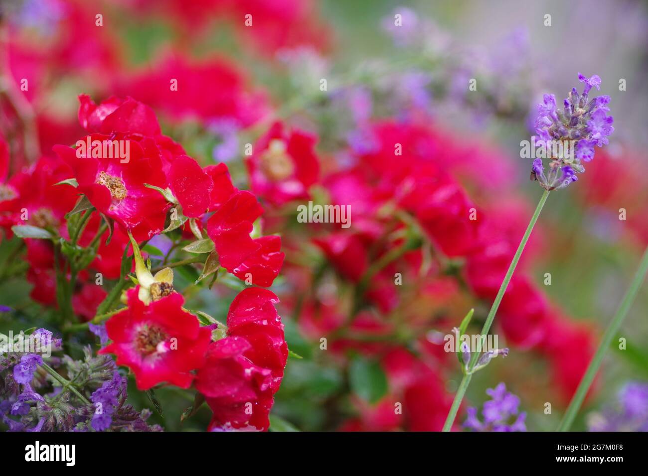 Selective focus shot of wild red roses and purple lavenders Stock Photo ...