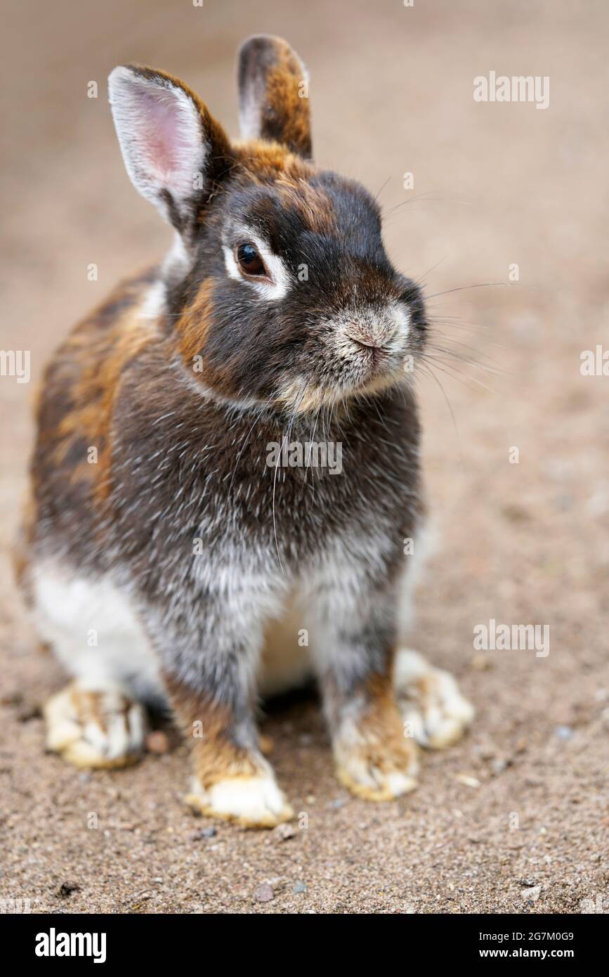 White rabbit on ground hi-res stock photography and images - Alamy