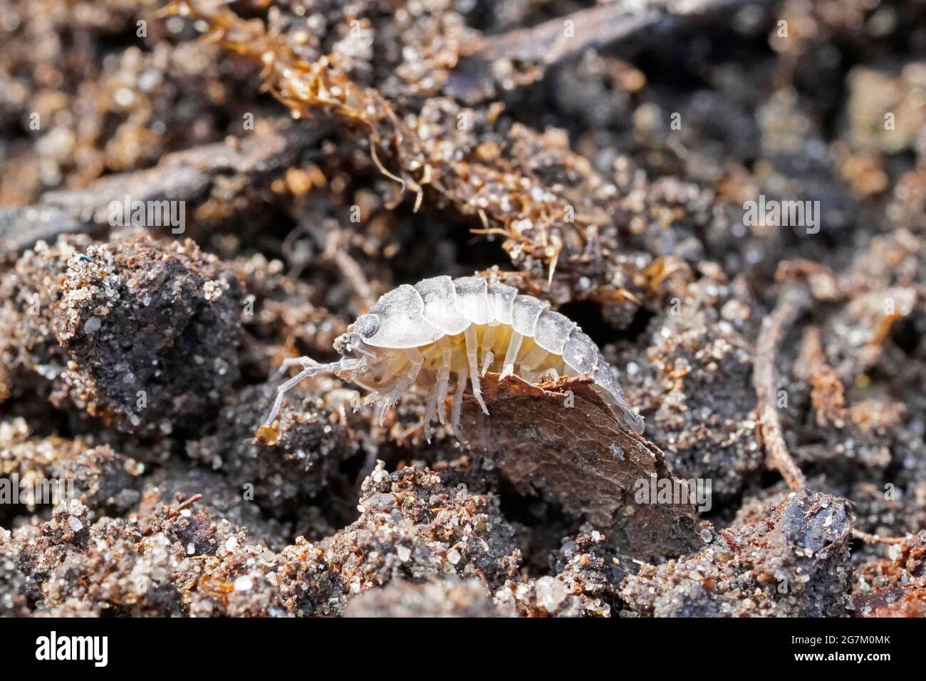Sow bug hi-res stock photography and images - Alamy