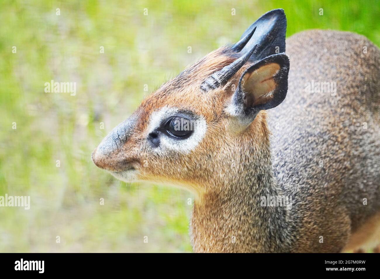 Portrait of a Kirk Dikdik. Madoqua kirkii. Small species of antelope from Africa. Animal with ...