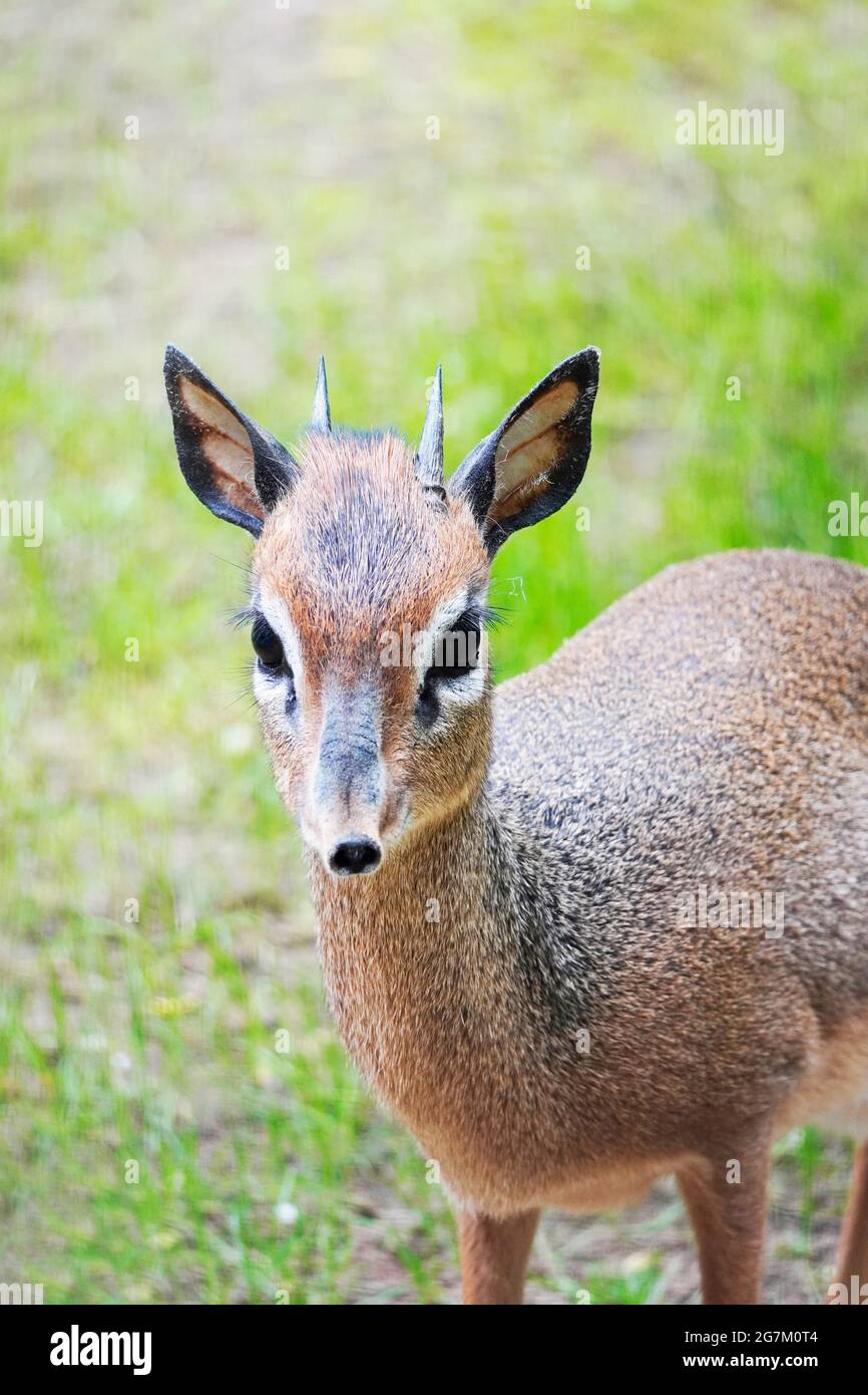 Portrait of a Kirk Dikdik. Madoqua kirkii. Small species of antelope ...
