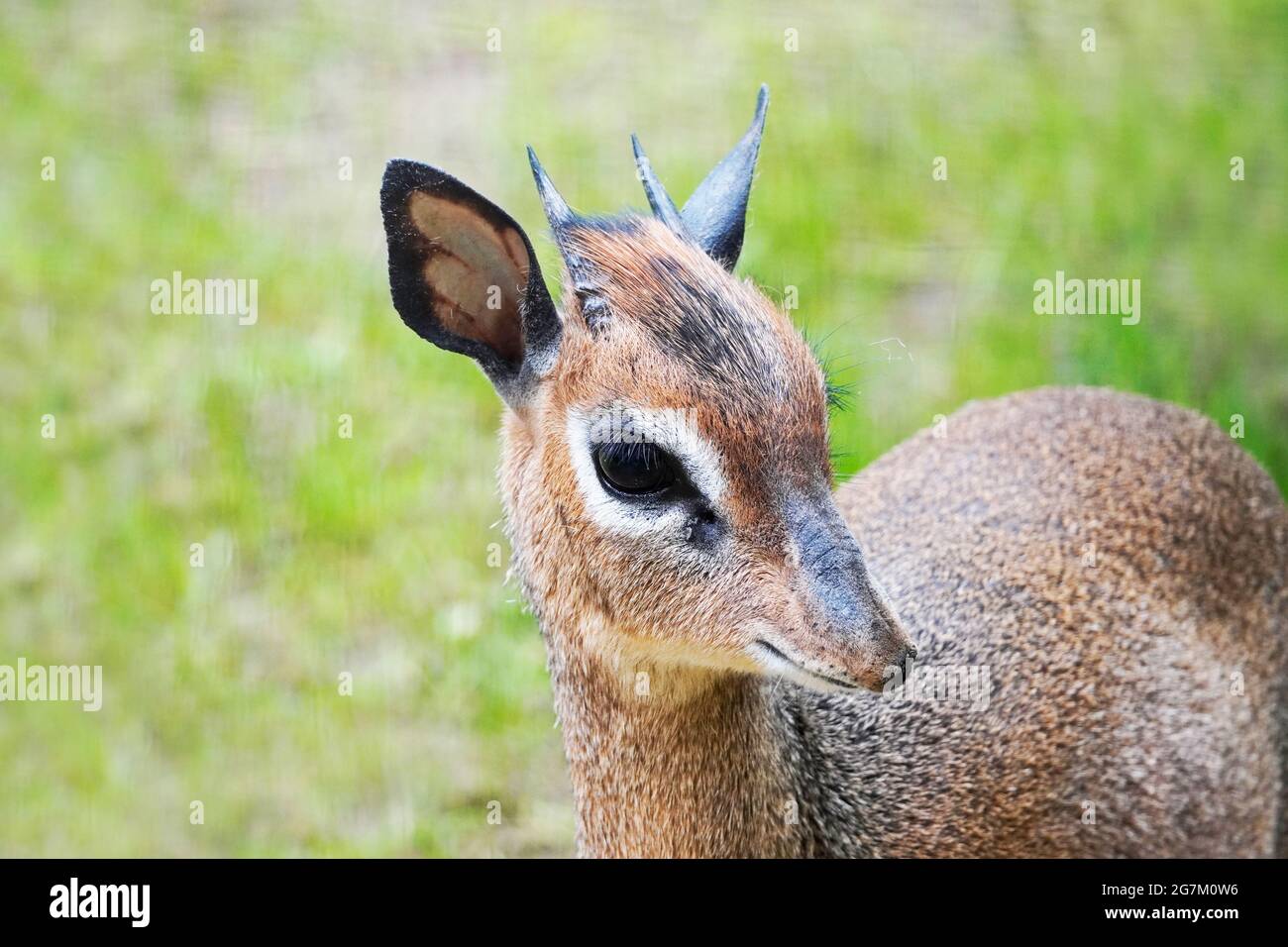 Portrait of a Kirk Dikdik. Madoqua kirkii. Small species of antelope from Africa. Animal with ...