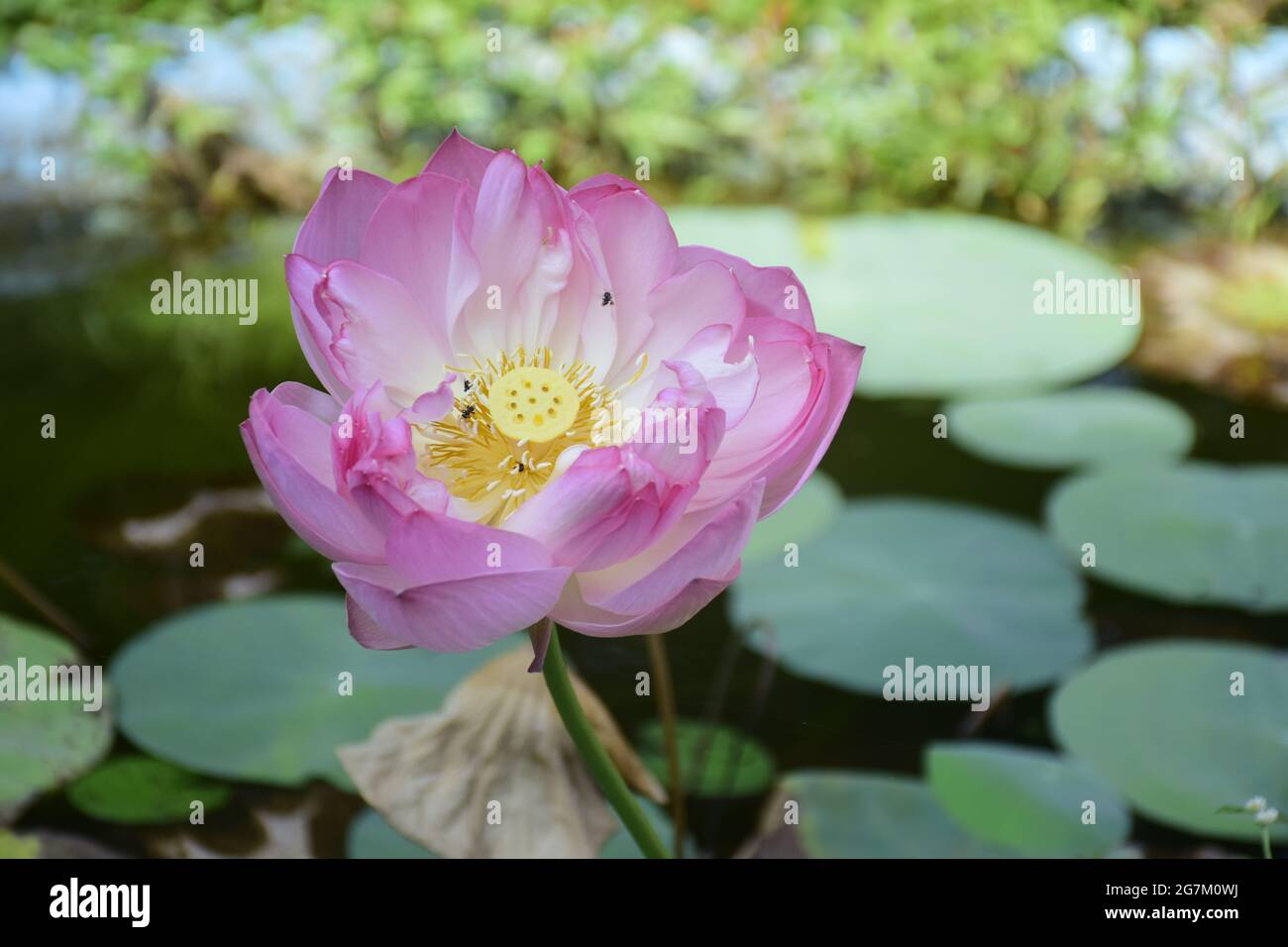 Padma flower hi-res stock photography and images - Alamy