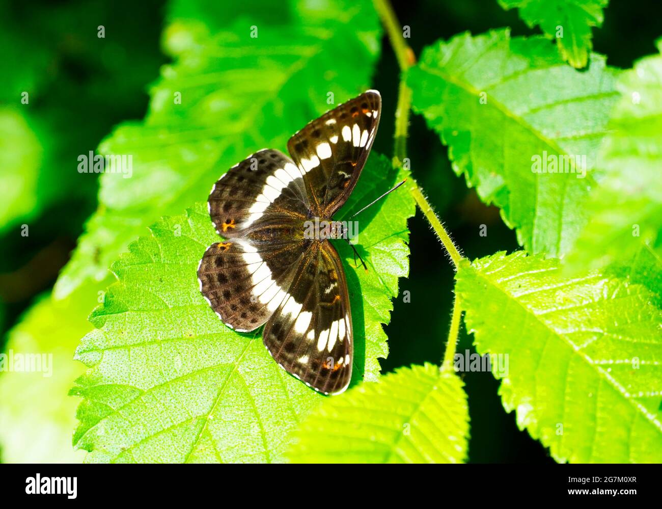 White admiral butterfly in close up. Insect with brown white wings sits ...