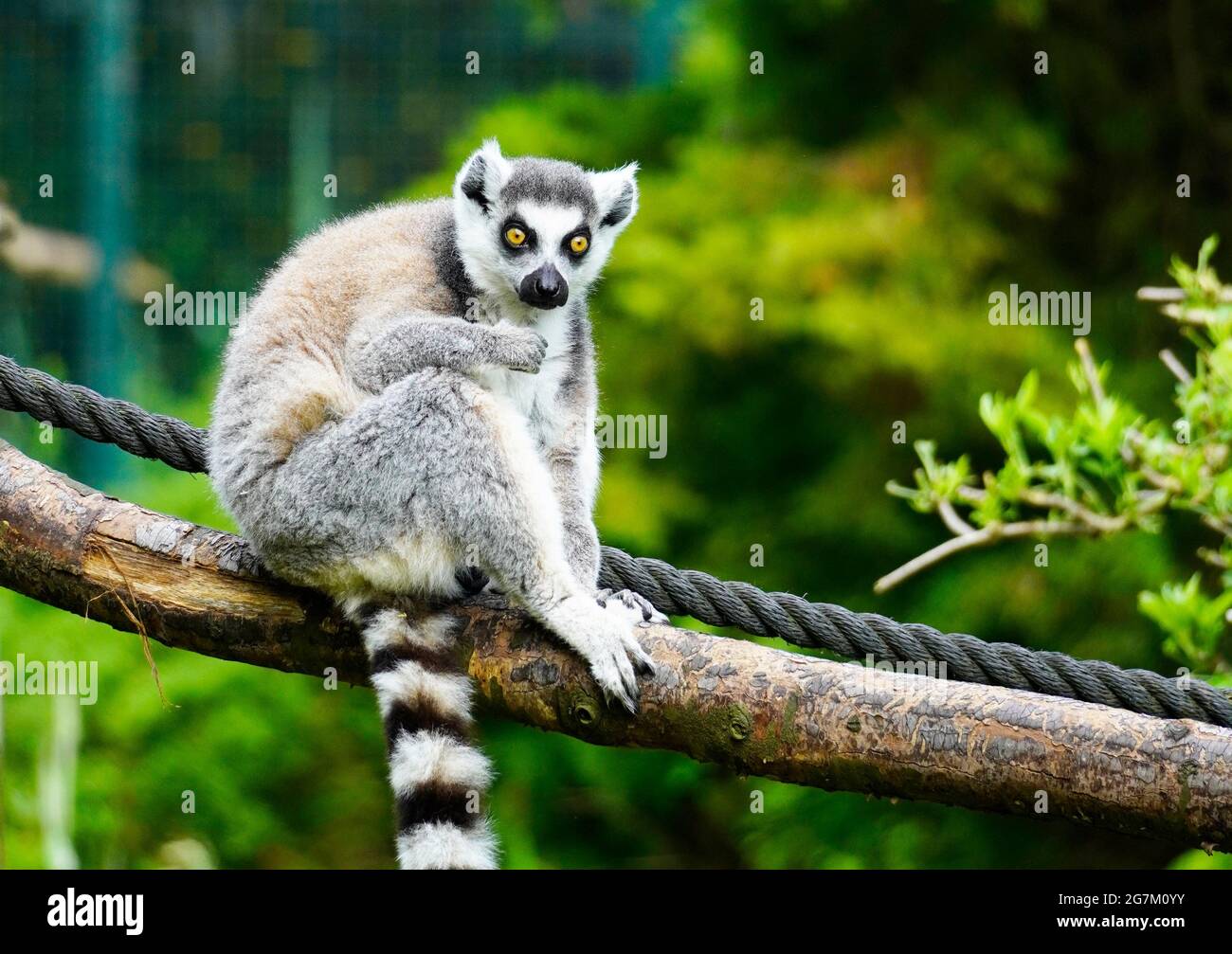 Lemur against a green background. Portrait of a ring-tailed lemur ...
