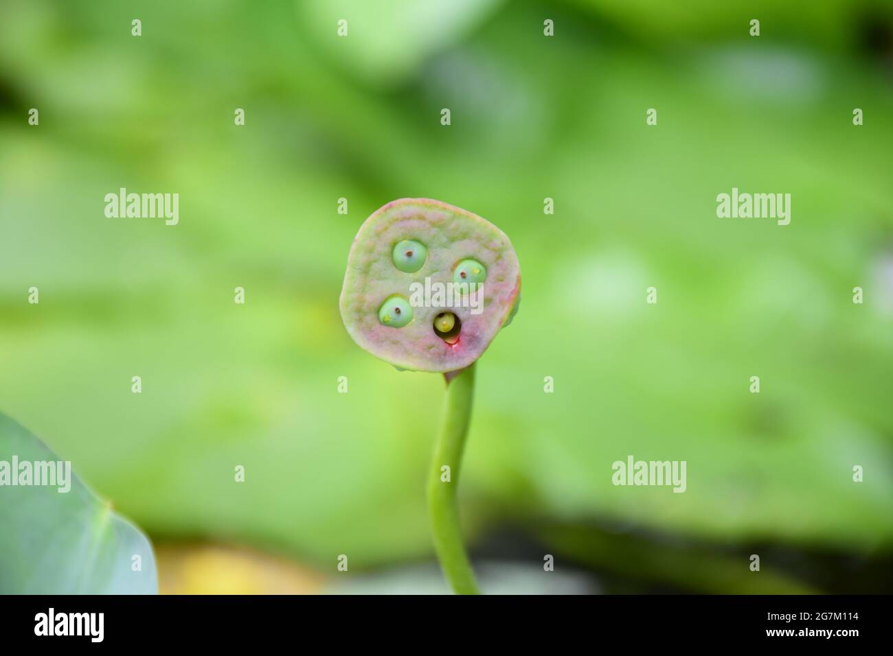 Padma flower hi-res stock photography and images - Alamy