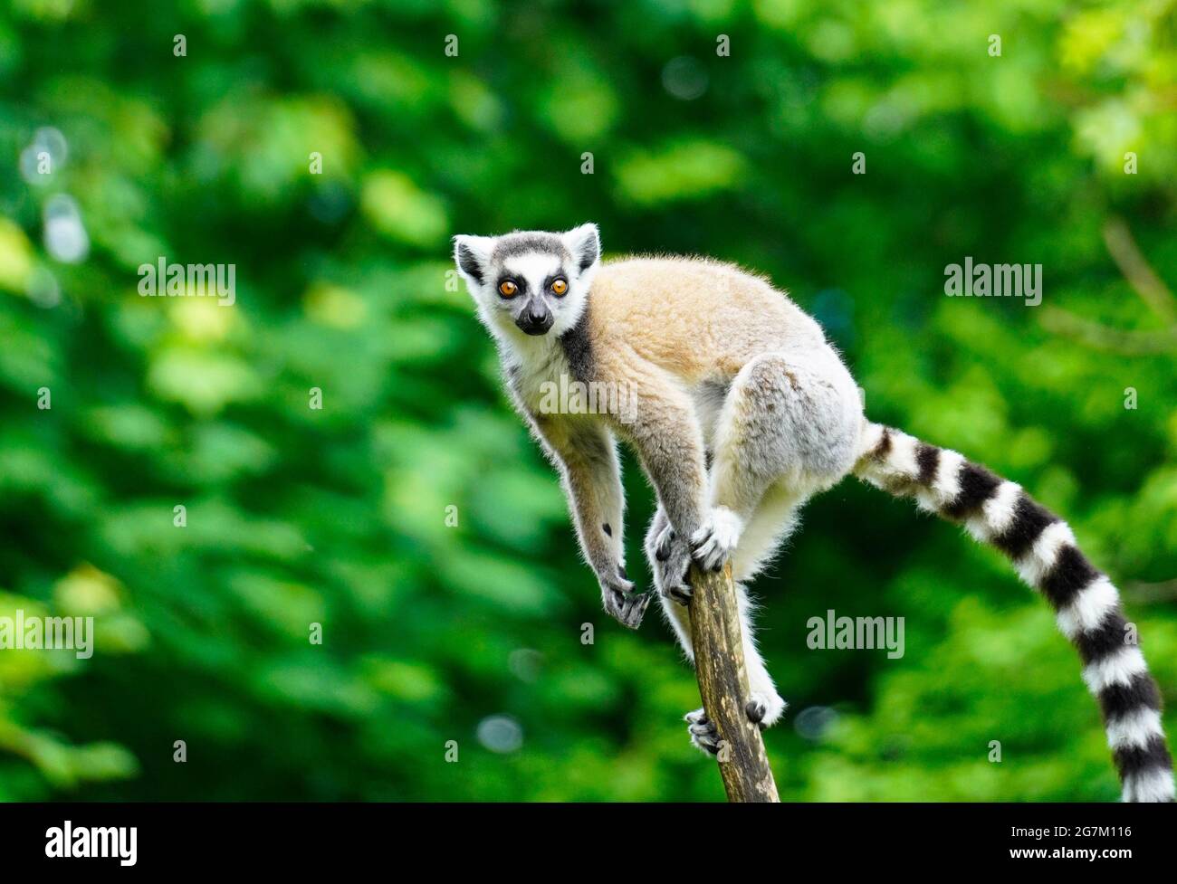 Lemur against a green background. Portrait of a ring-tailed lemur ...