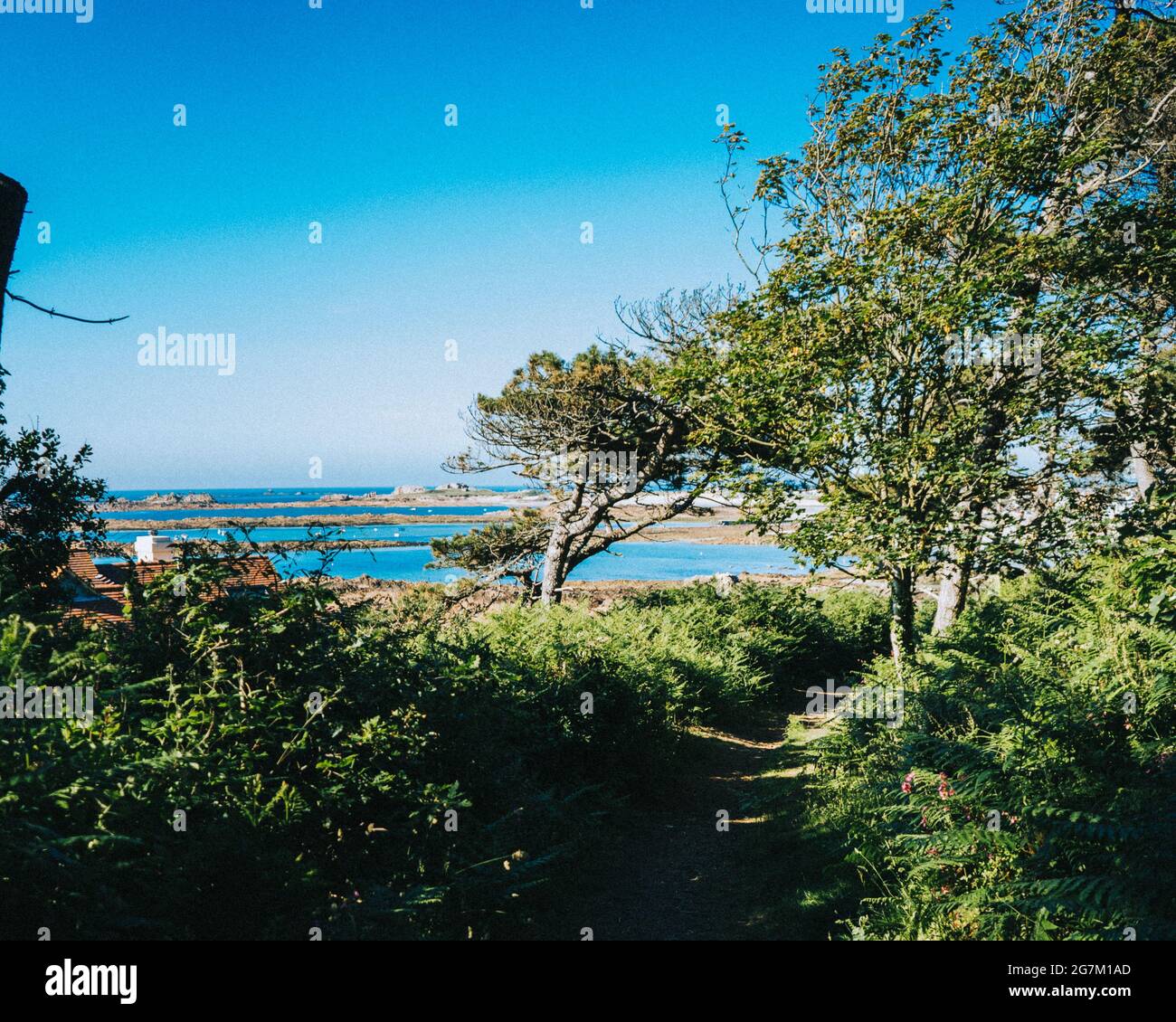 Beautiful view of the trees and the pathway that leads to the ocean on ...