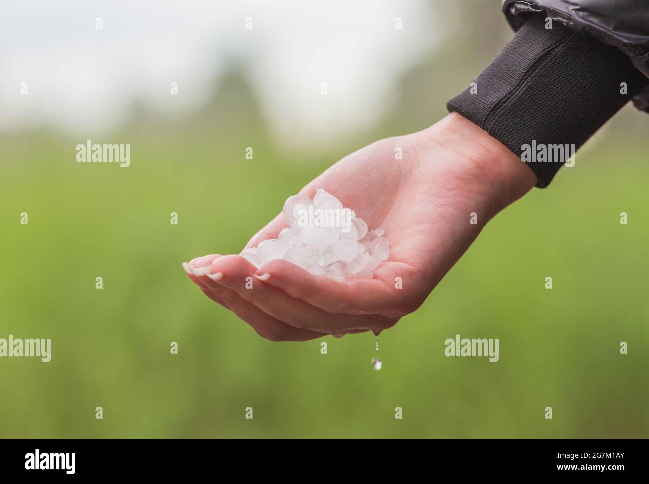 Hand full of hailstones after strong storm Stock Photo - Alamy