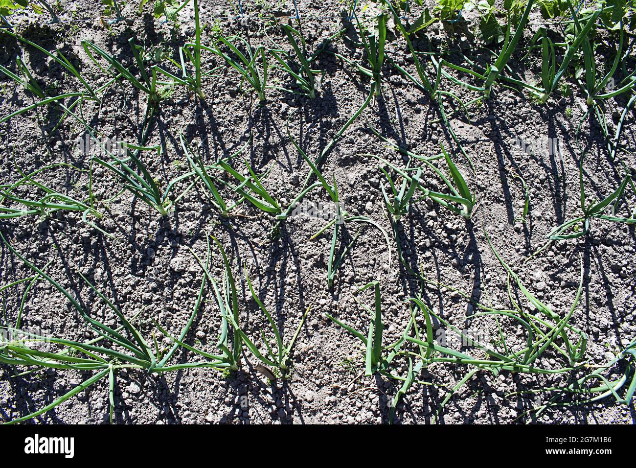 Closeup view of the green leaves of the plant in the field under the ...