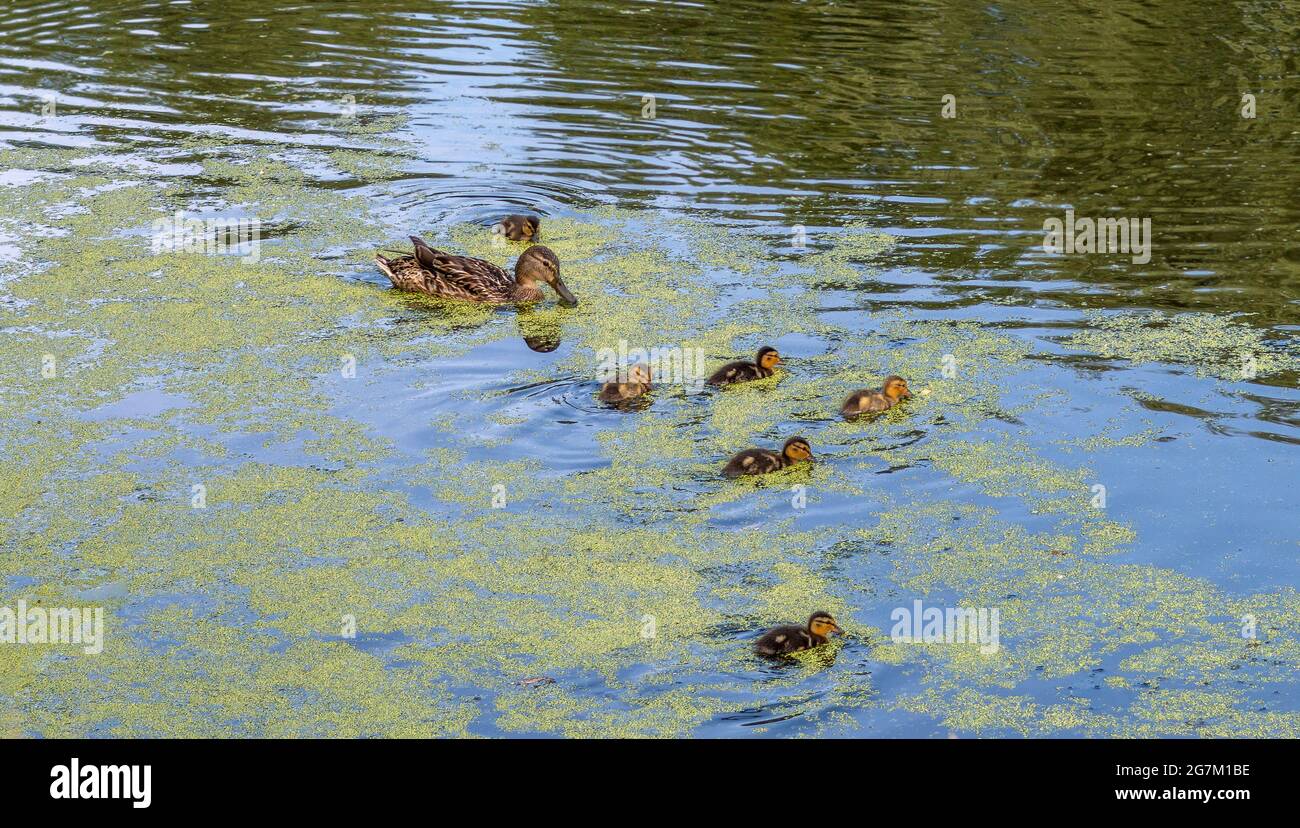 Pond wildlife hi-res stock photography and images - Alamy