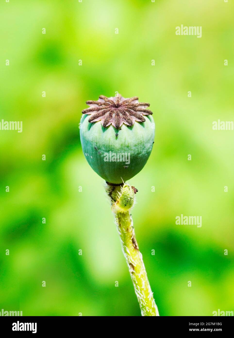 Poppy capsule with seeds without petals. Plant in detailed close-up ...