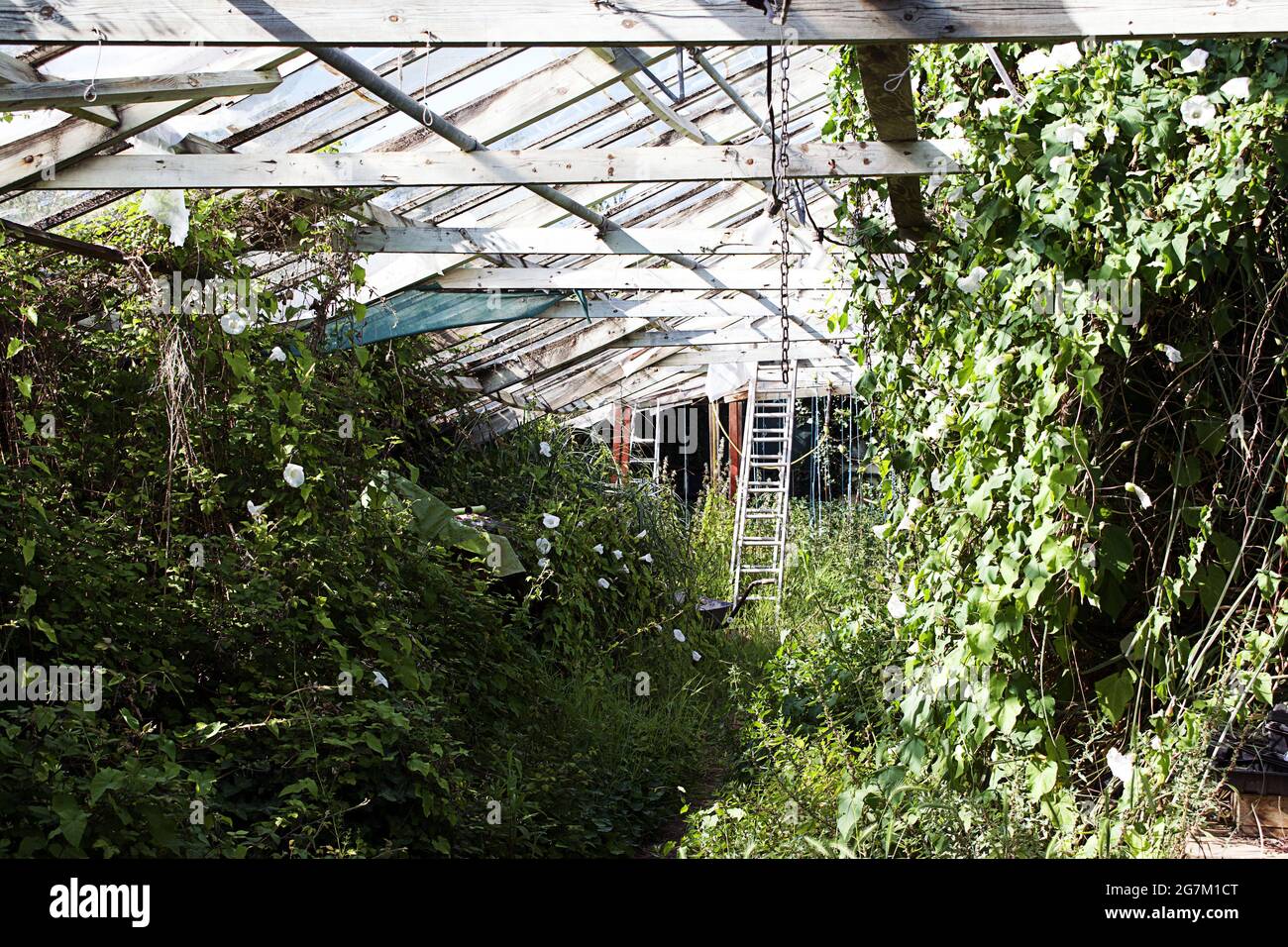 Beautiful view of an abandoned botanical garden with grown plants and ...