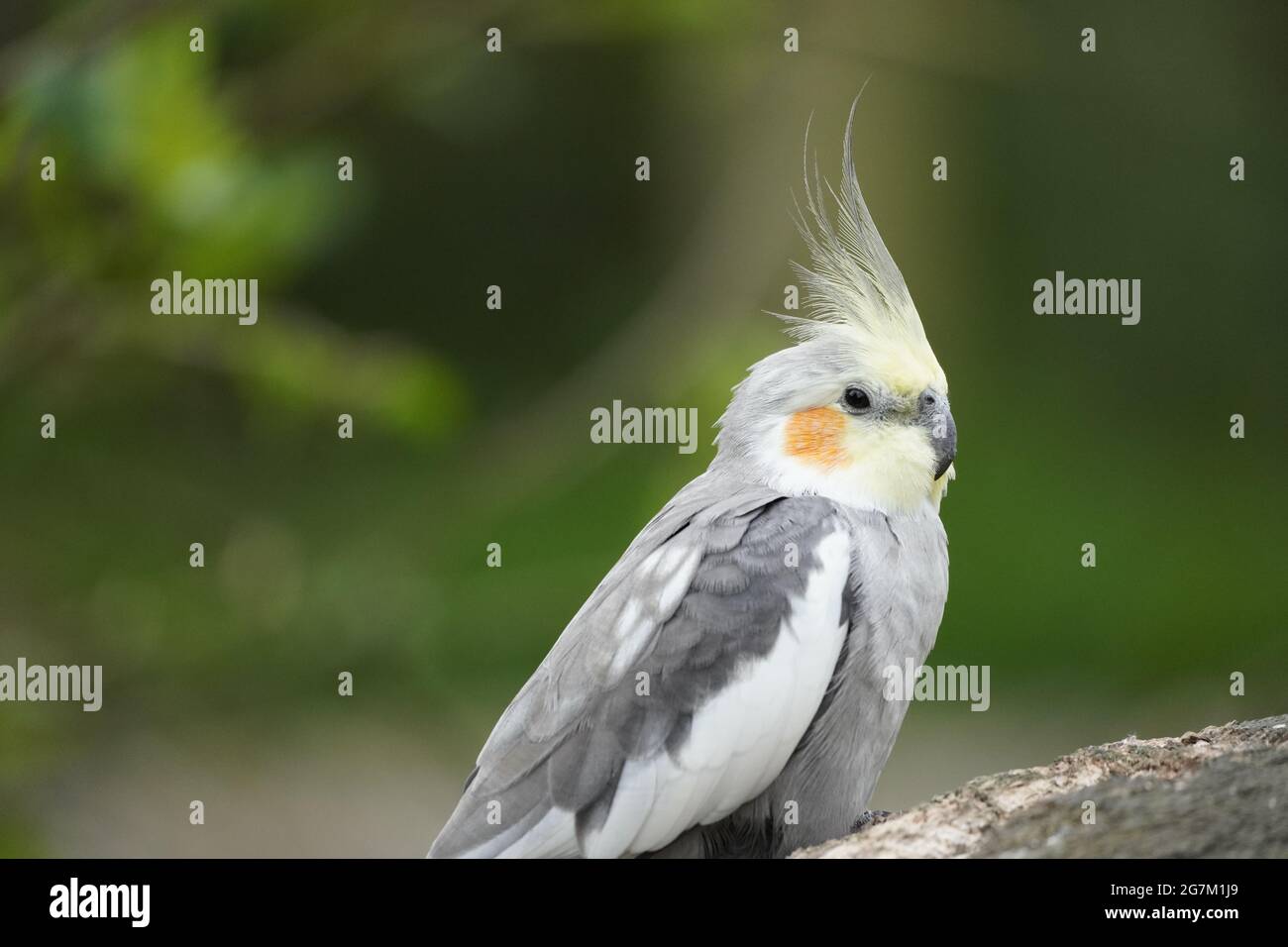 Portrait of a cockatiel against a green background. Bird with yellow ...
