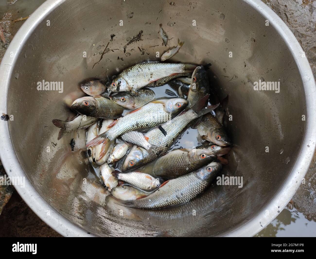 Top view of caught fish in the metal bucket Stock Photo - Alamy