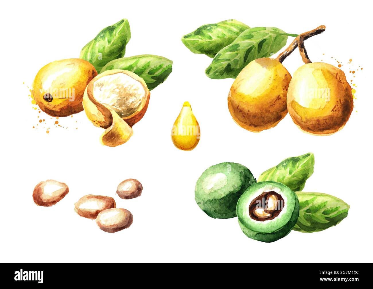 Marula fruit and kernel set. Watercolor hand drawn illustration ...