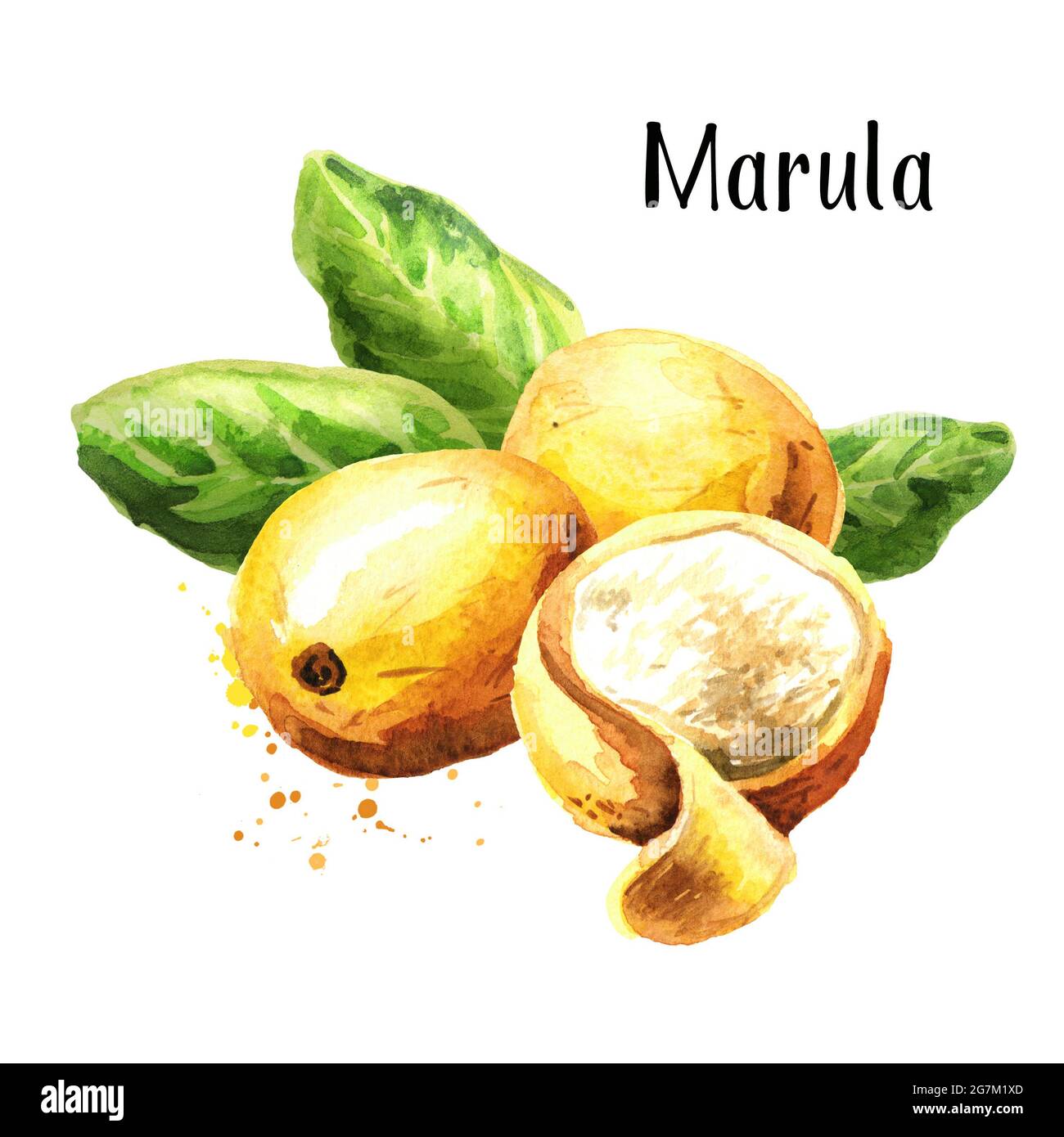 Marula fruit with leaves. Watercolor hand drawn illustration, isolated ...