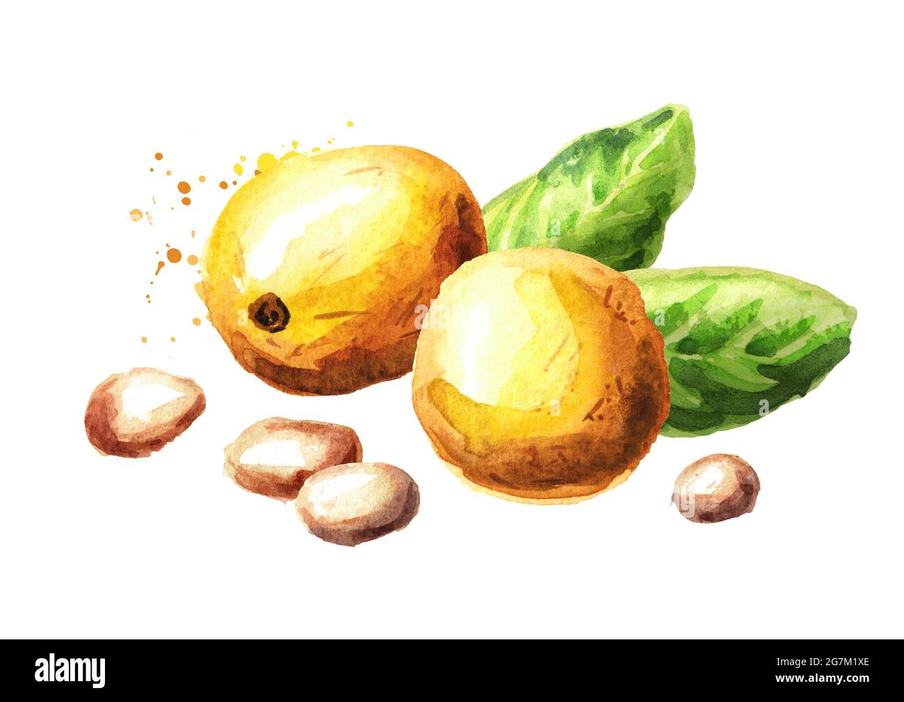 Marula fruit with kernels. Watercolor hand drawn illustration isolated ...