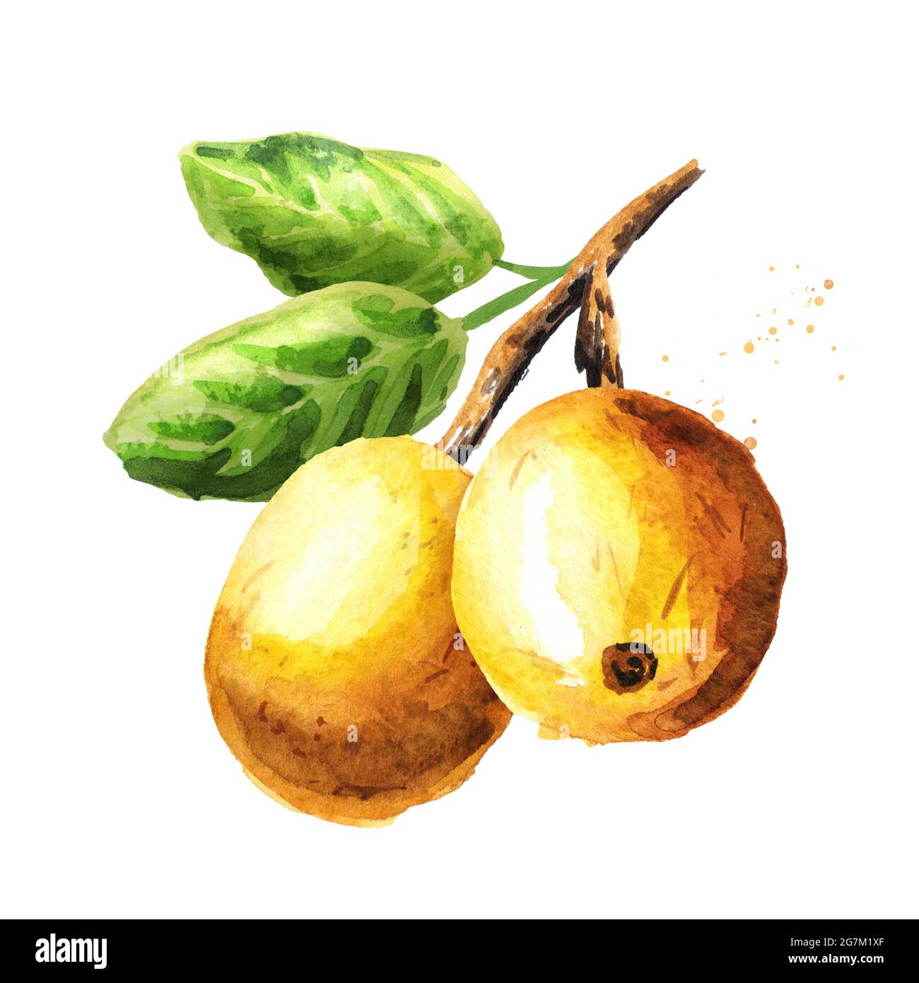 Marula tree fruit hi-res stock photography and images - Alamy