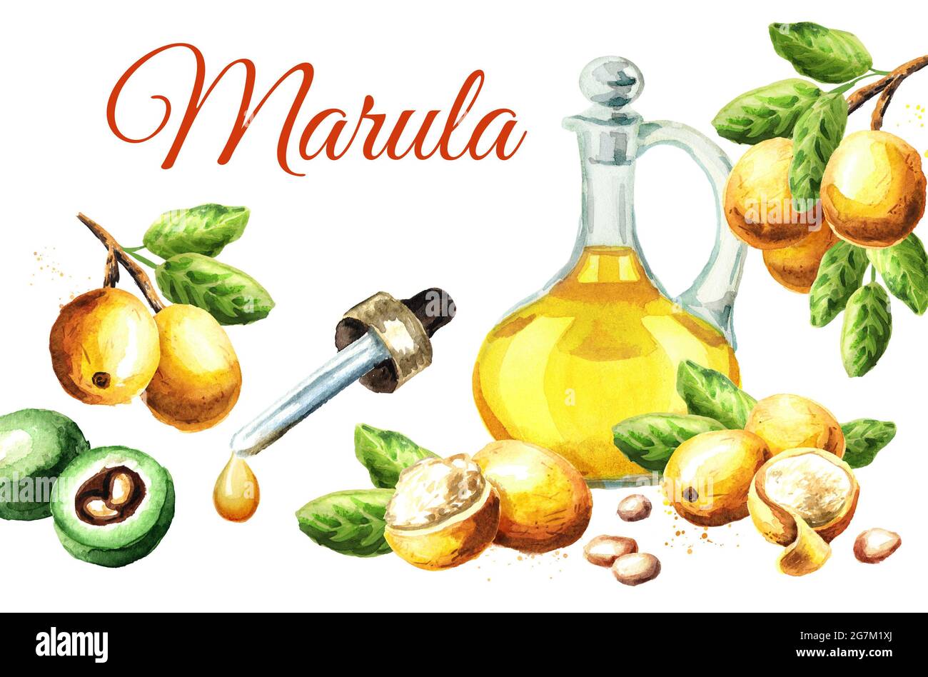 Marula card. Watercolor hand drawn illustration isolated on white ...