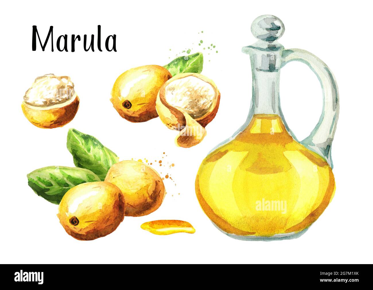 Marula Oil set. Watercolor hand drawn illustration, isolated on white ...