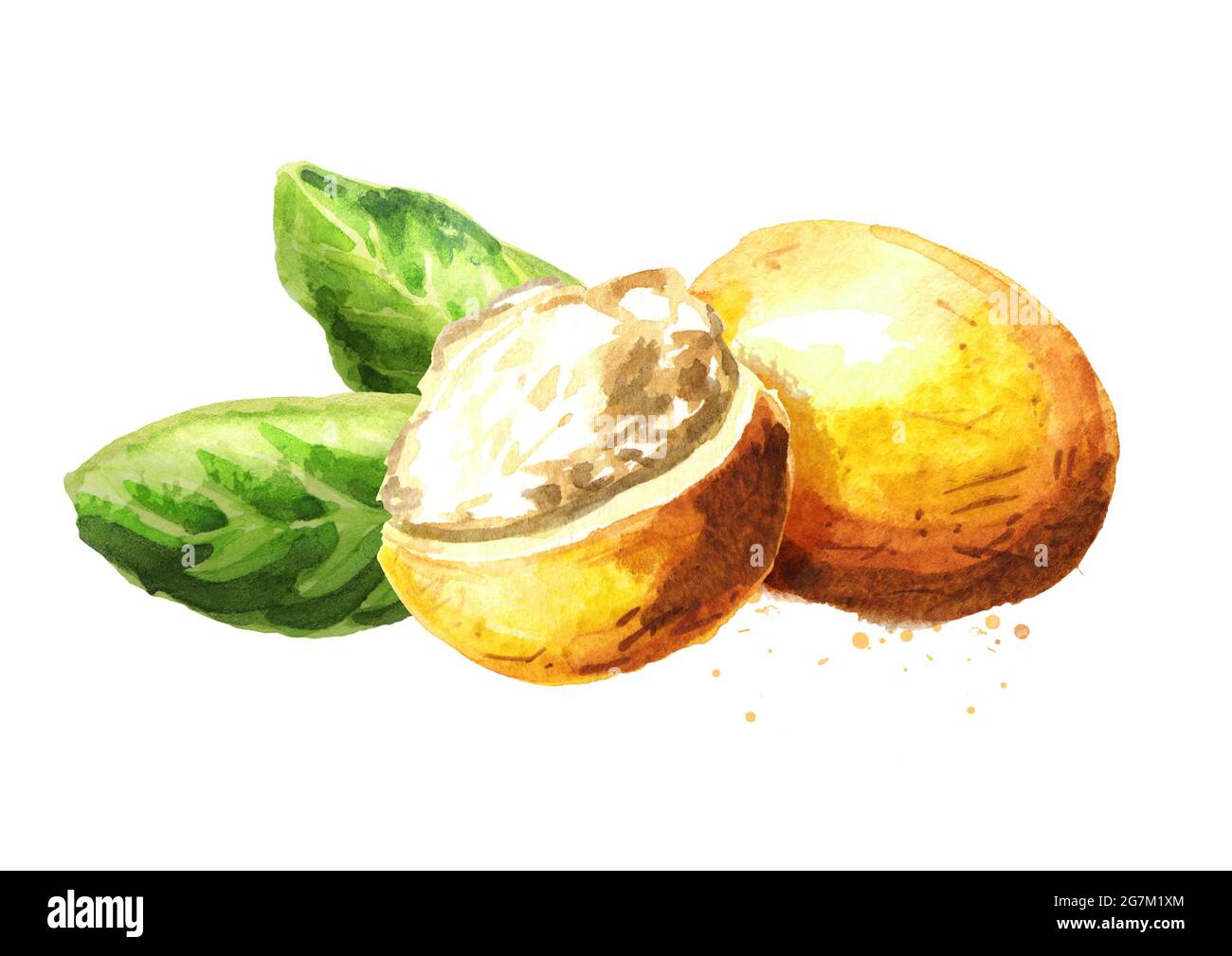Marula fruit with leaves. Watercolor hand drawn illustration isolated ...