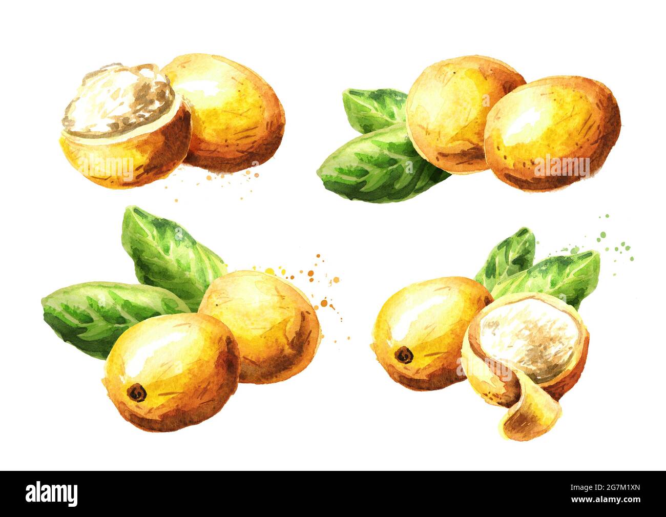 Marula fruit set. Watercolor hand drawn illustration isolated on white ...