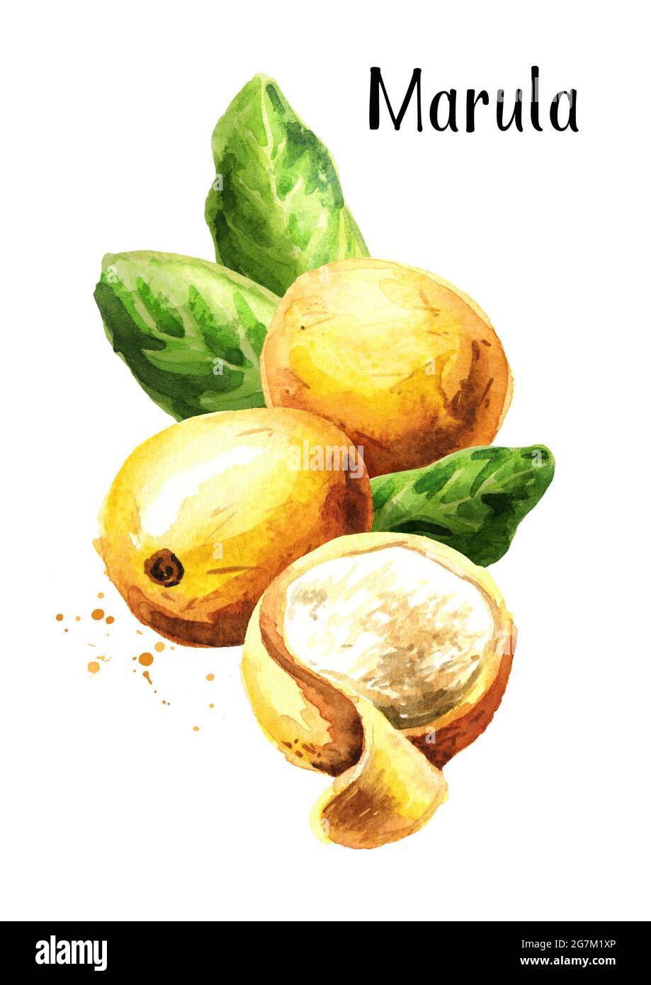 Marula fruit with leaves Watercolor hand drawn illustration isolated on ...