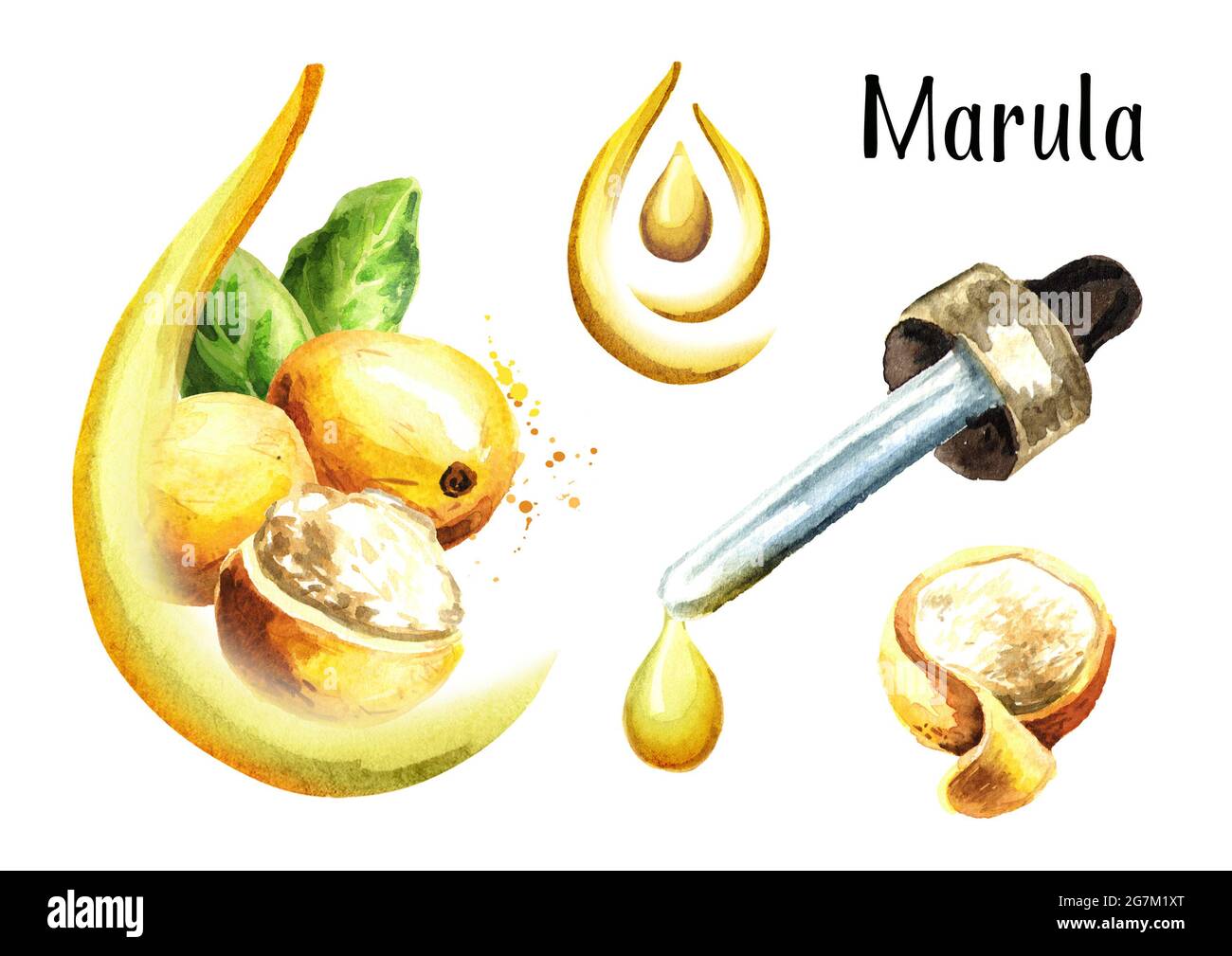 Marula Oil set. Watercolor hand drawn illustration isolated on white ...