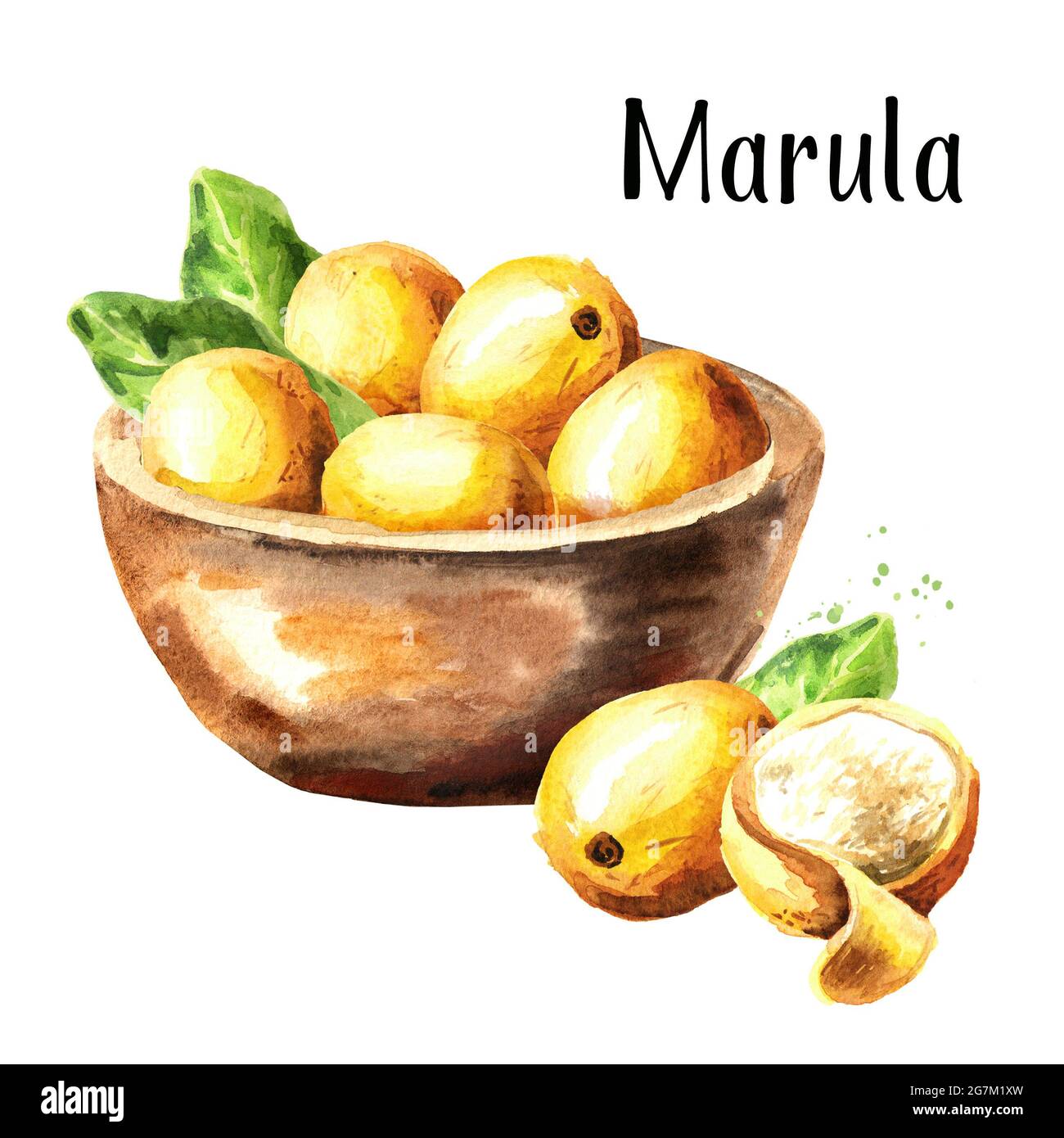 Marula fruits in the bowl. Watercolor hand drawn illustration isolated ...