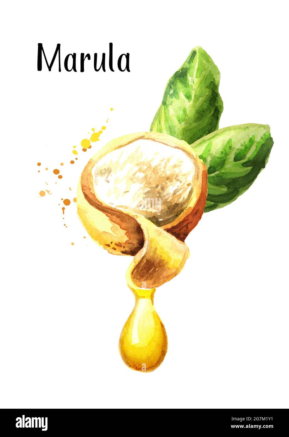Marula fruits with oil drop. Watercolor hand drawn illustration ...