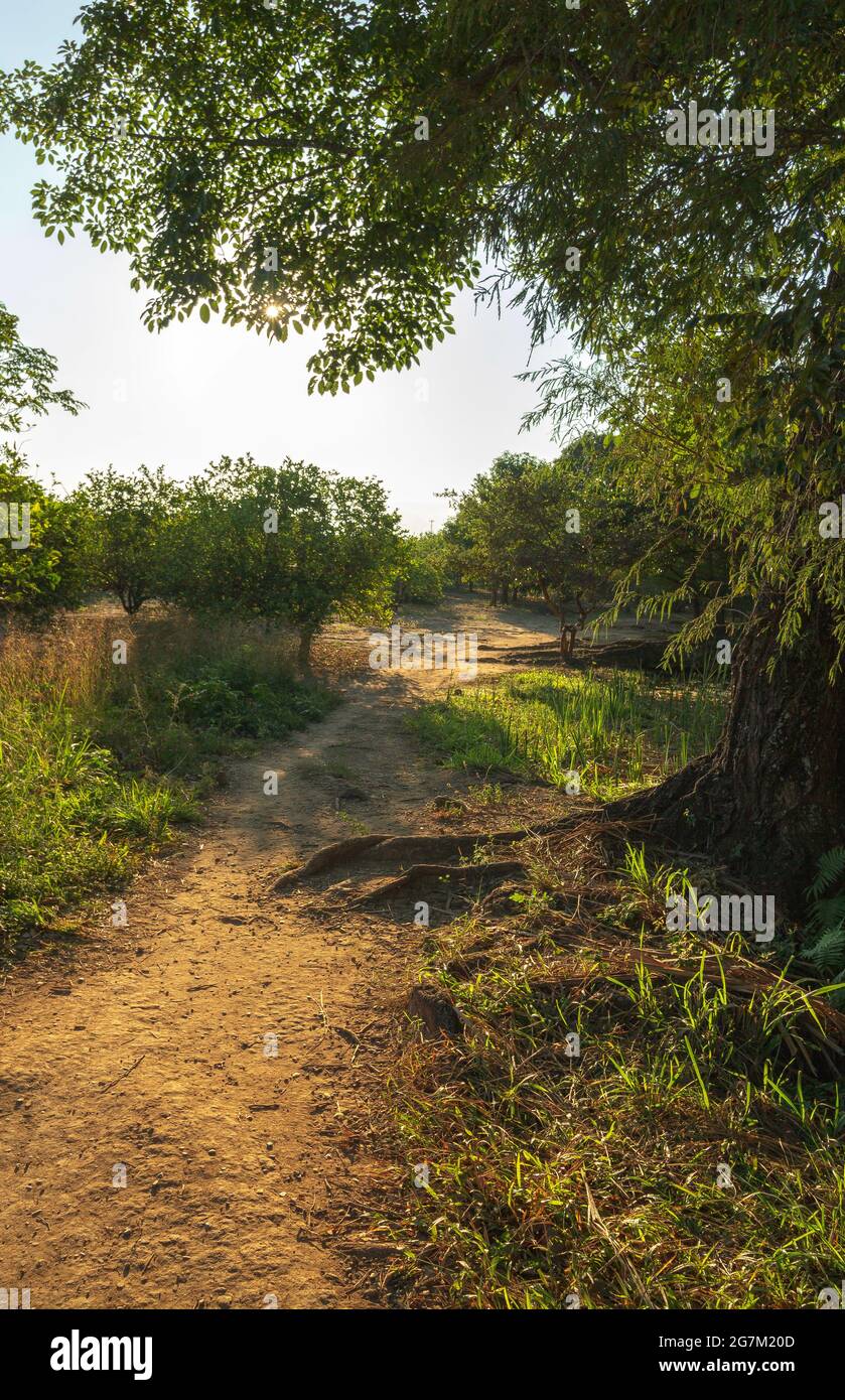 Vertical shot of an unpaved pathway along grass and trees in Colon ...