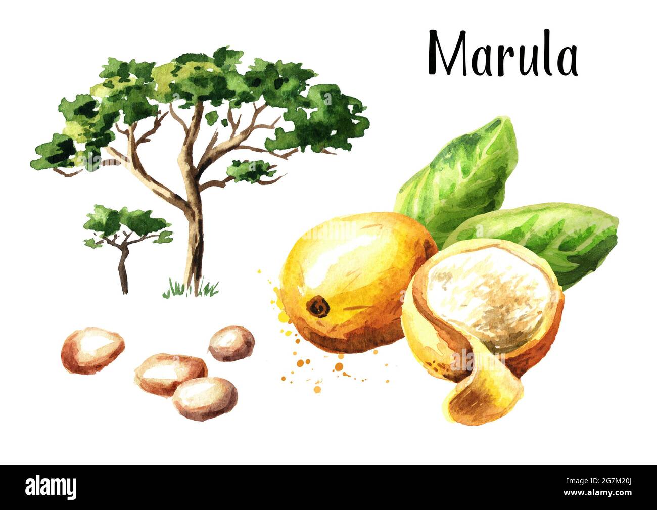 Marula tree, fruit and kernel. Watercolor hand drawn illustration ...