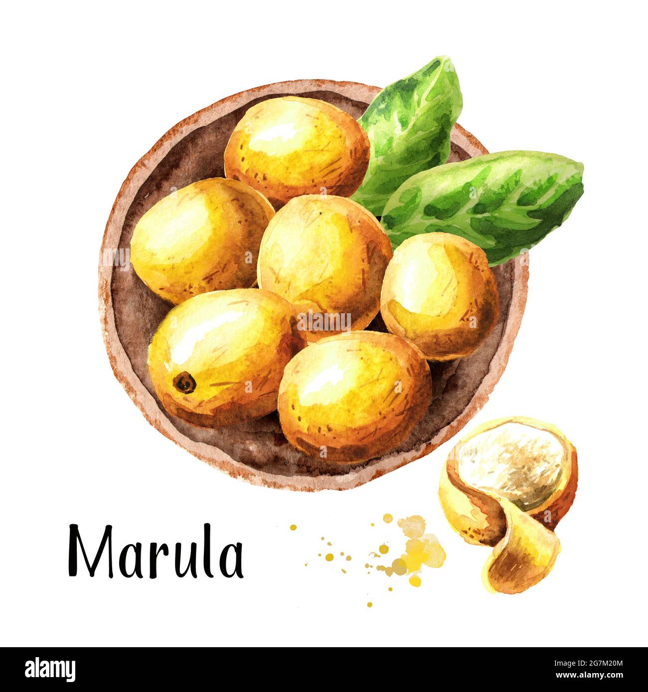 Plate of marula fruits, top view. Watercolor hand drawn illustration ...