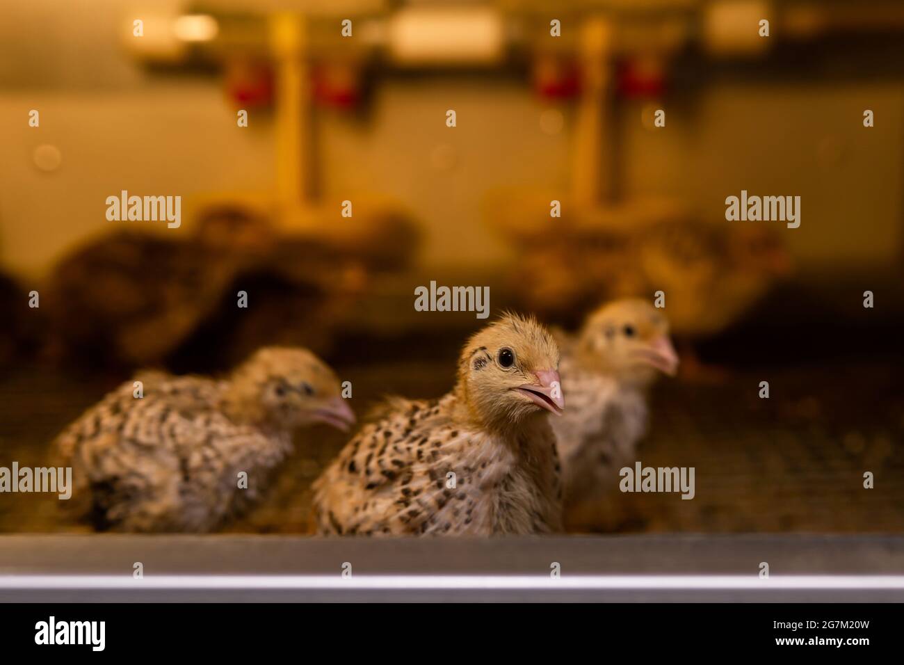 Brooder house hi-res stock photography and images - Alamy