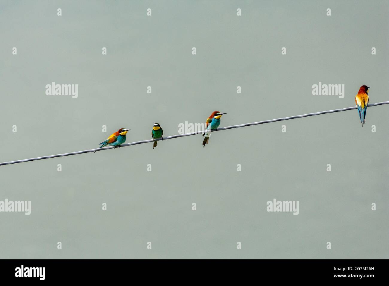 bee eaters on a string Stock Photo - Alamy