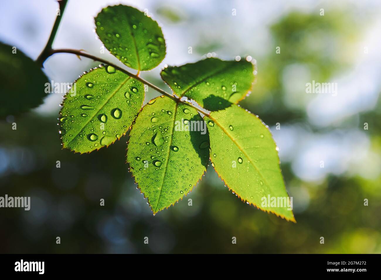 Green Rose With Water Drops