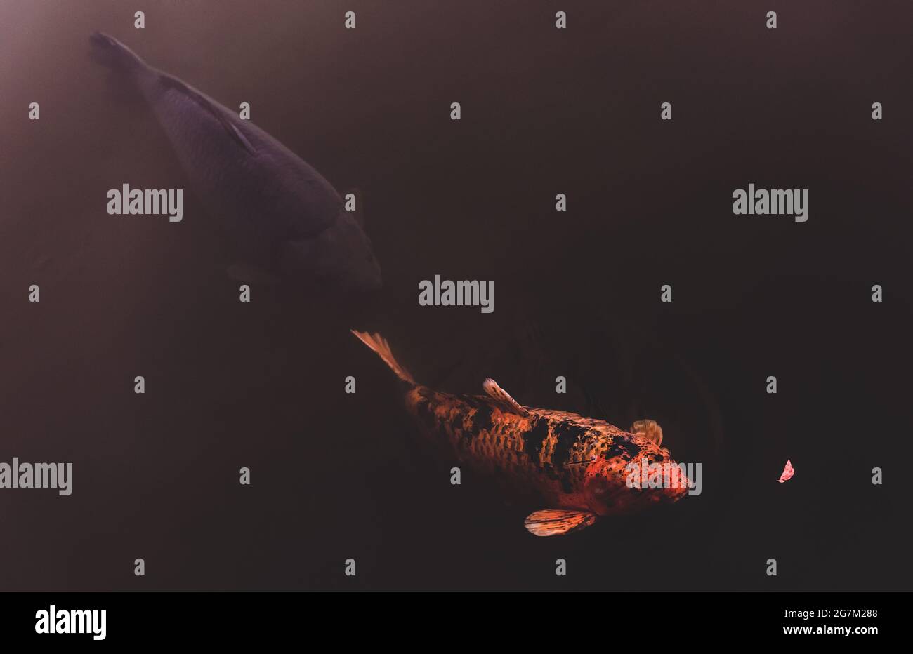 two koi fish swim in a pond, horizontal photo Stock Photo - Alamy