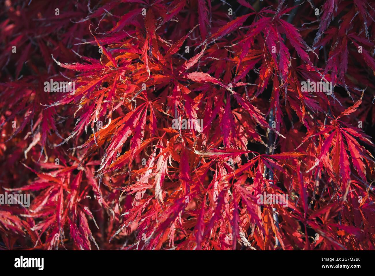 red autumnal japanese maple leaves, fall foliage background, horizontal ...