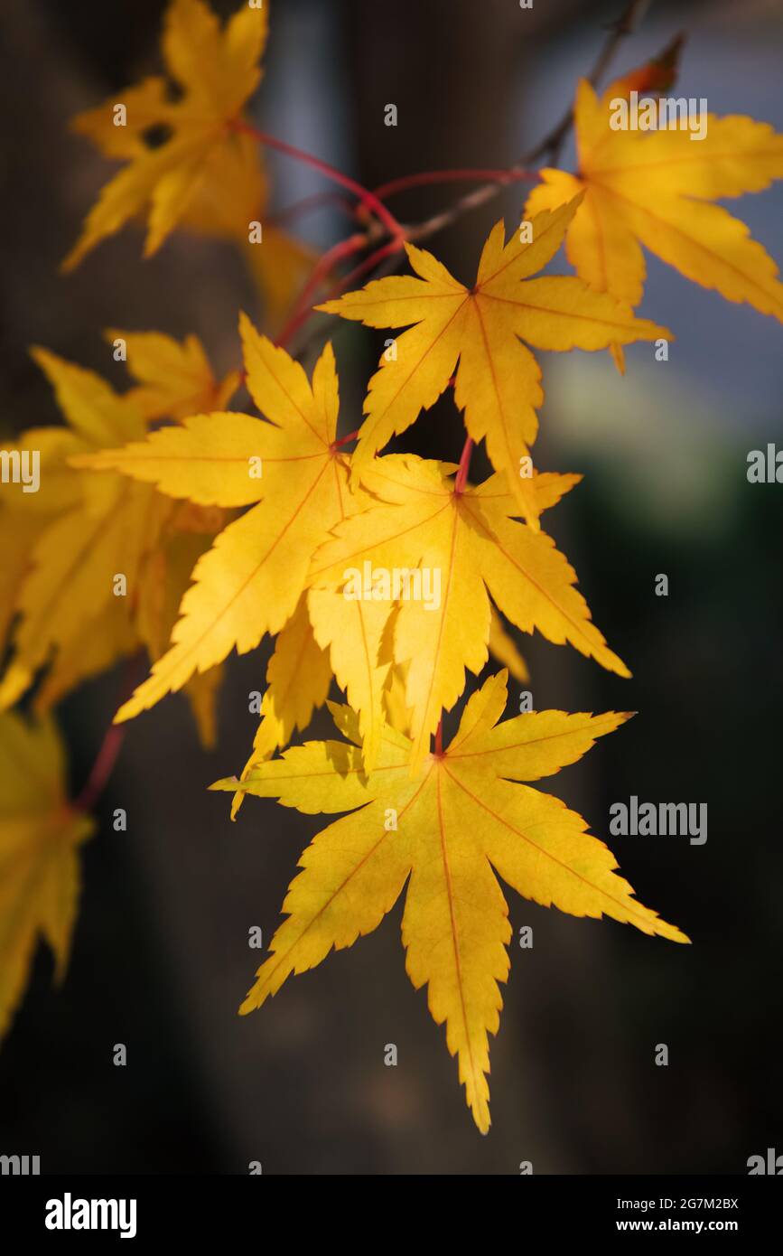 Fall foliage background hi-res stock photography and images - Alamy