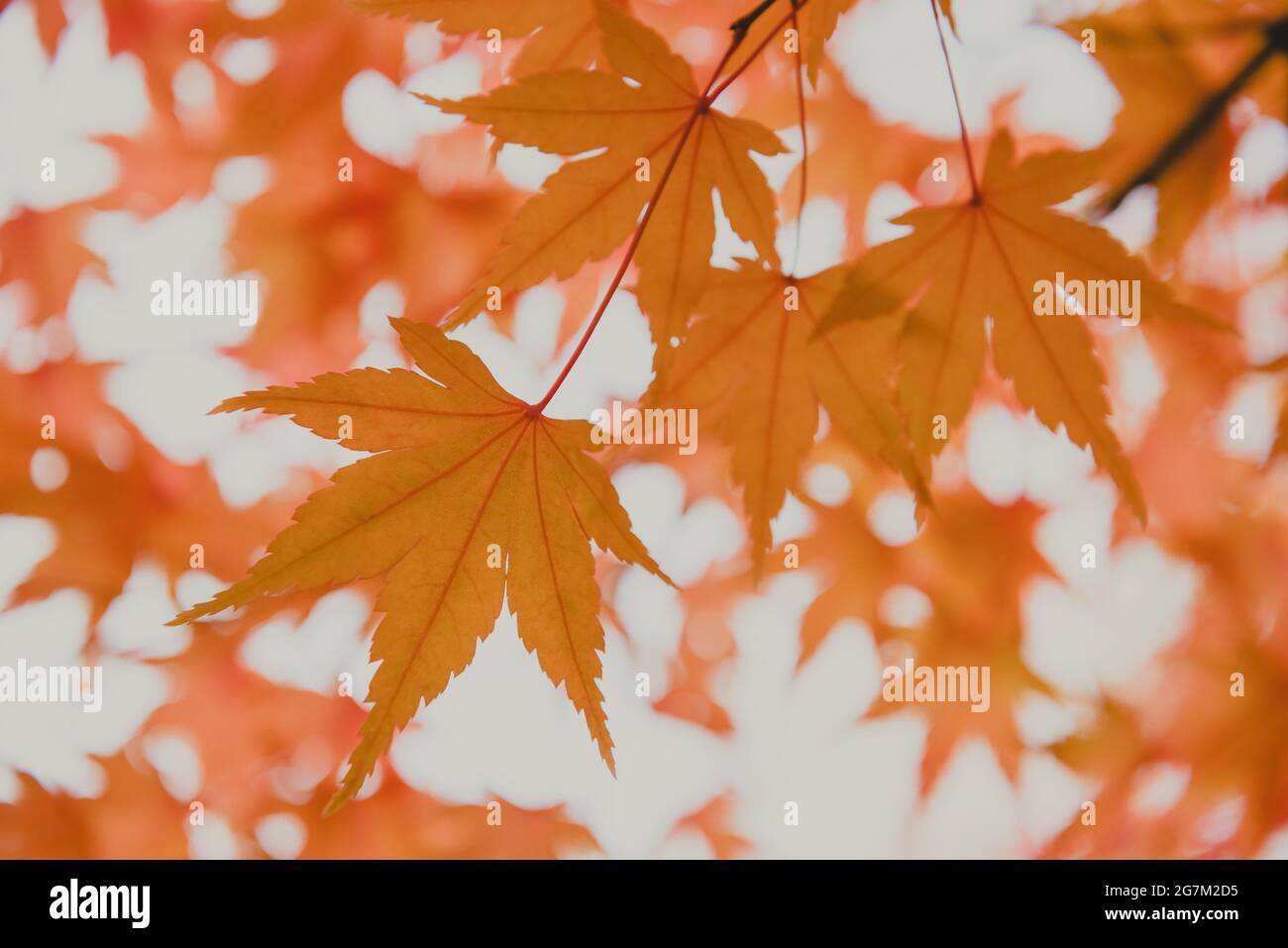 yellow autumnal japanese maple leaves, fall foliage background ...