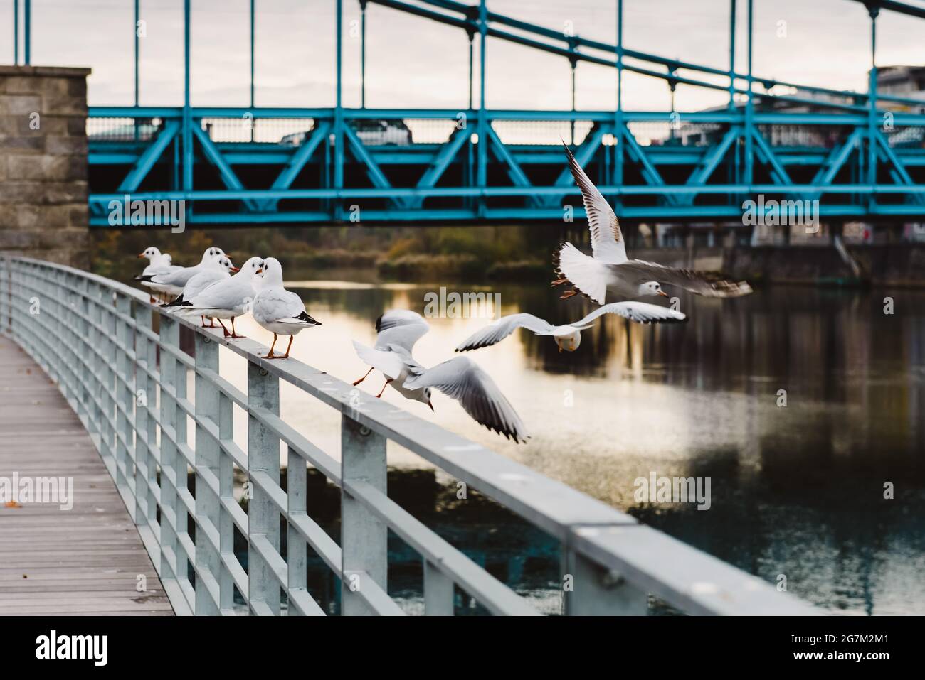Seagulls on waterfront barrier ready to fly away. Seagulls flying ...