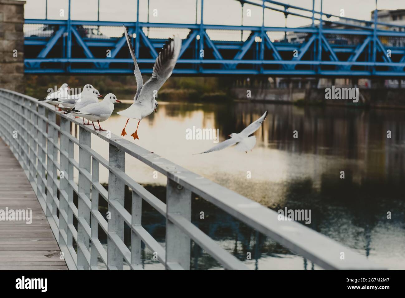 Seagulls on waterfront barrier ready to fly away. Seagulls flying ...