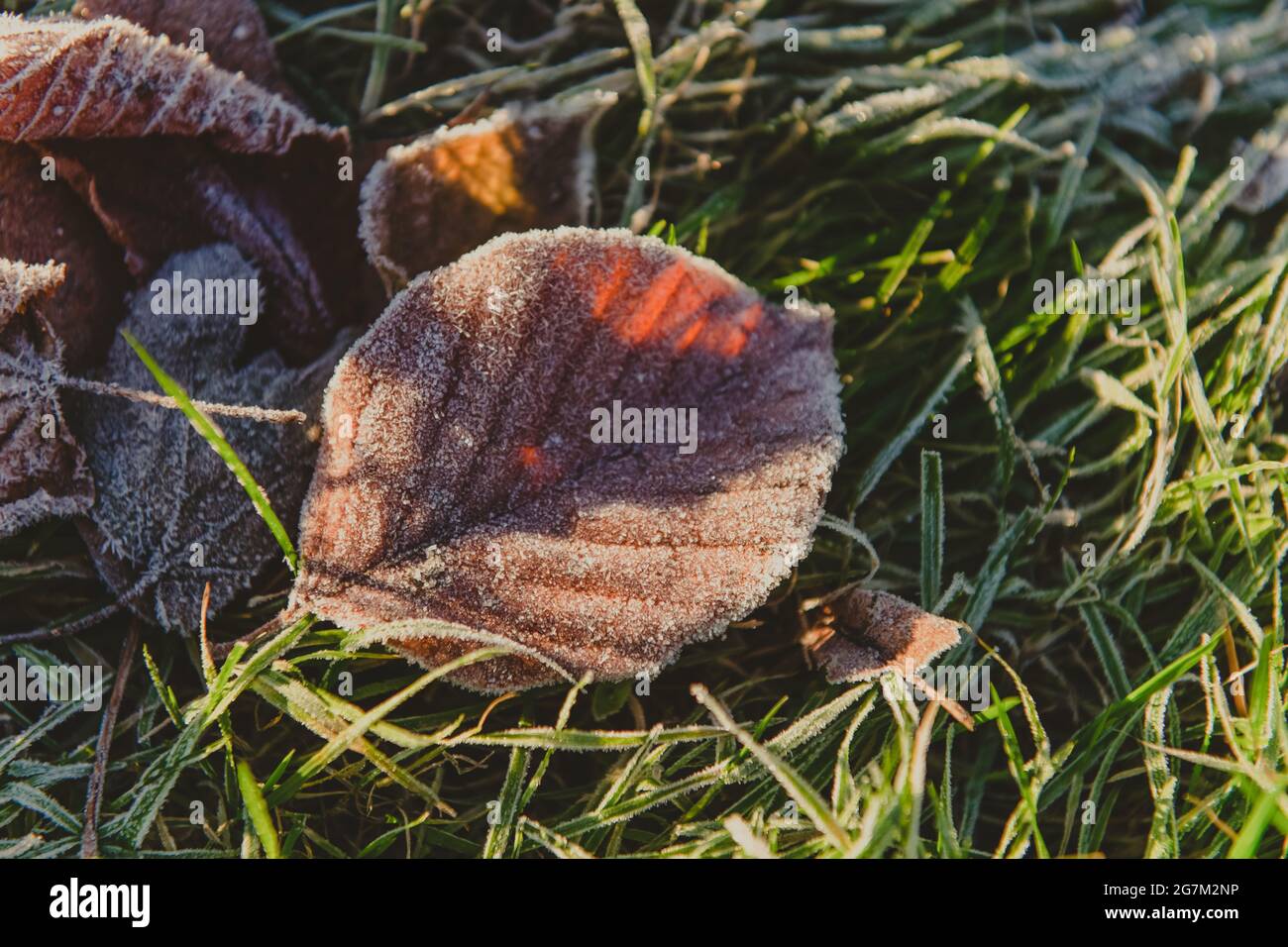 frozen foliage on a ground on a grass in early autumn morning ...