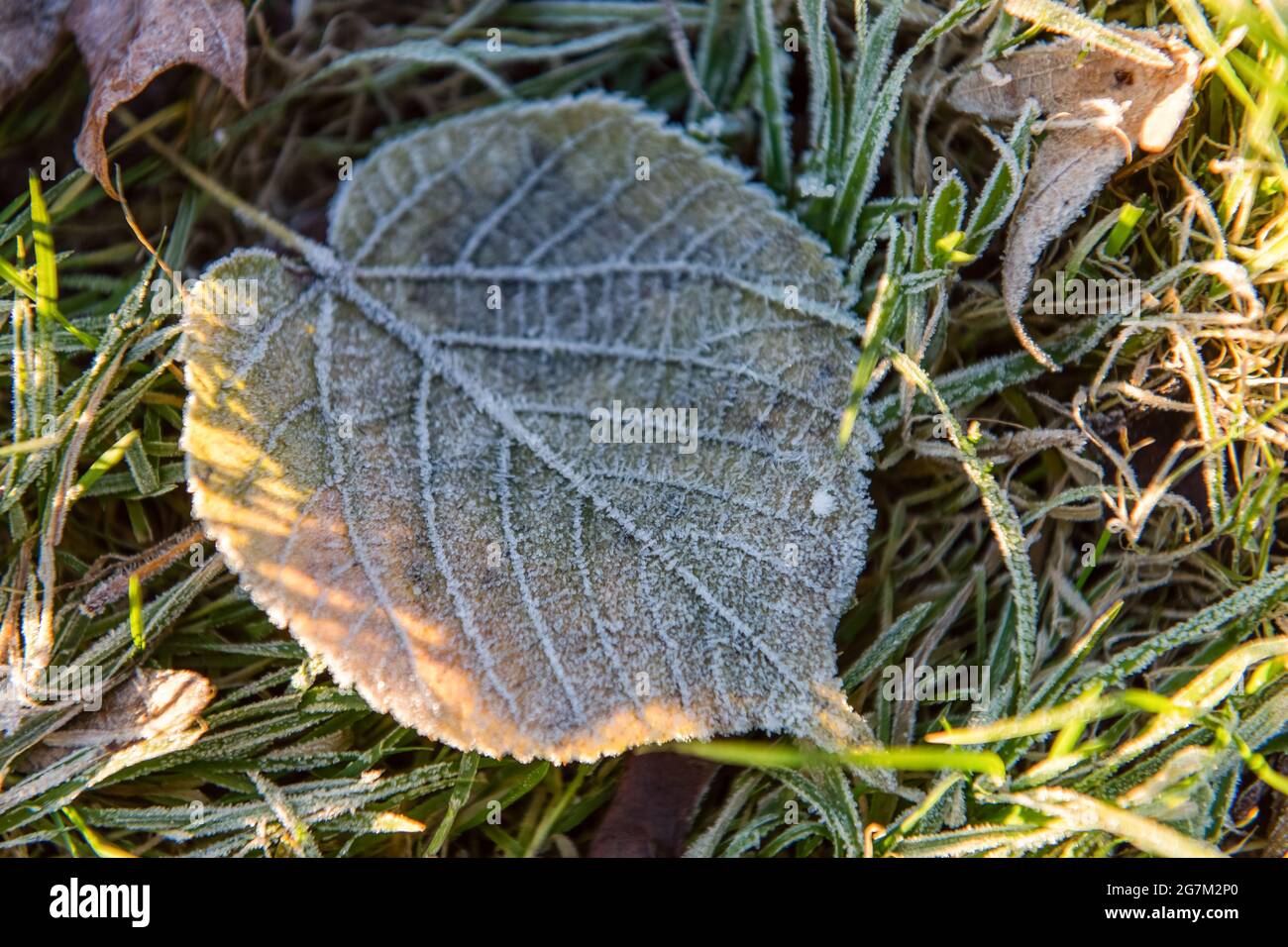 frozen foliage on a ground on a grass in early autumn morning ...
